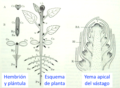 Tema-12-Angiospermas-1