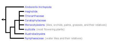 Tema-14-Angiospermas-3