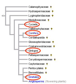 Filogenia De Plantas Terrestres