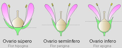 Tema-13-Angiospermas-2